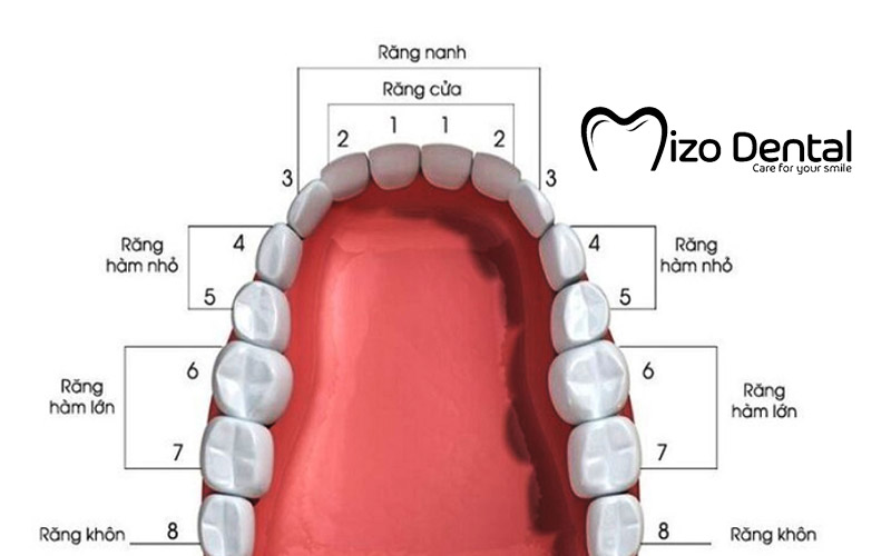 3 thú vị khi giải phẫu răng cối lớn hàm trên và hàm dưới